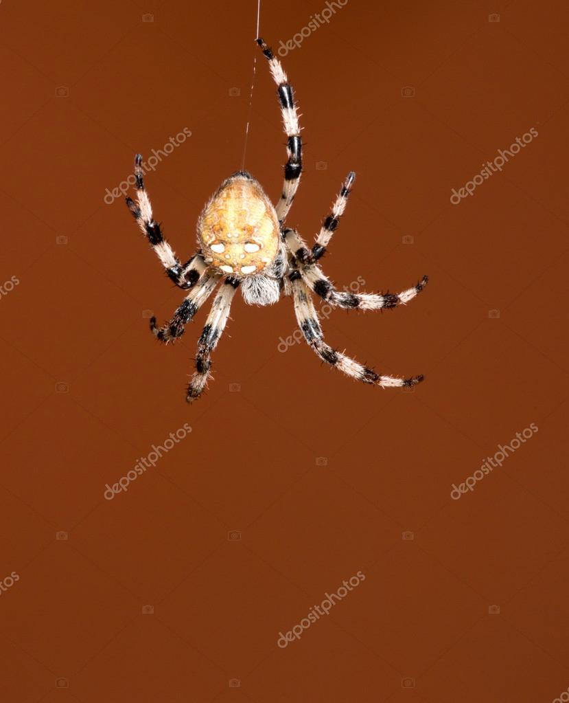 Spider on red background — Stock Photo © Pakhnyushchyy #74223719
