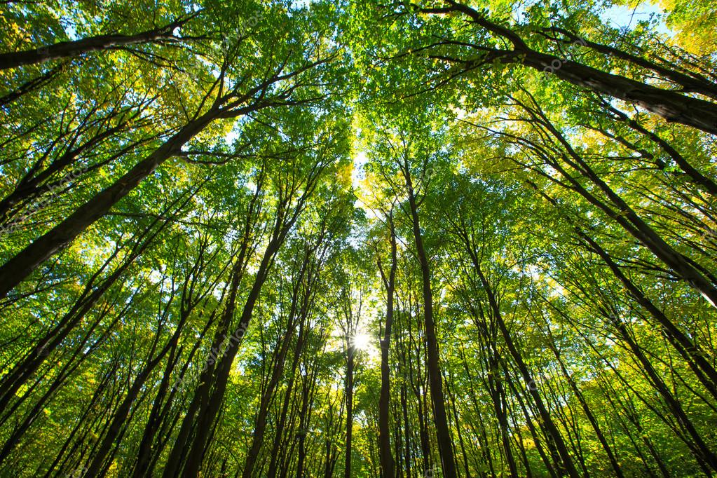 Forest trees background Stock Photo by ©Pakhnyushchyy 74224025