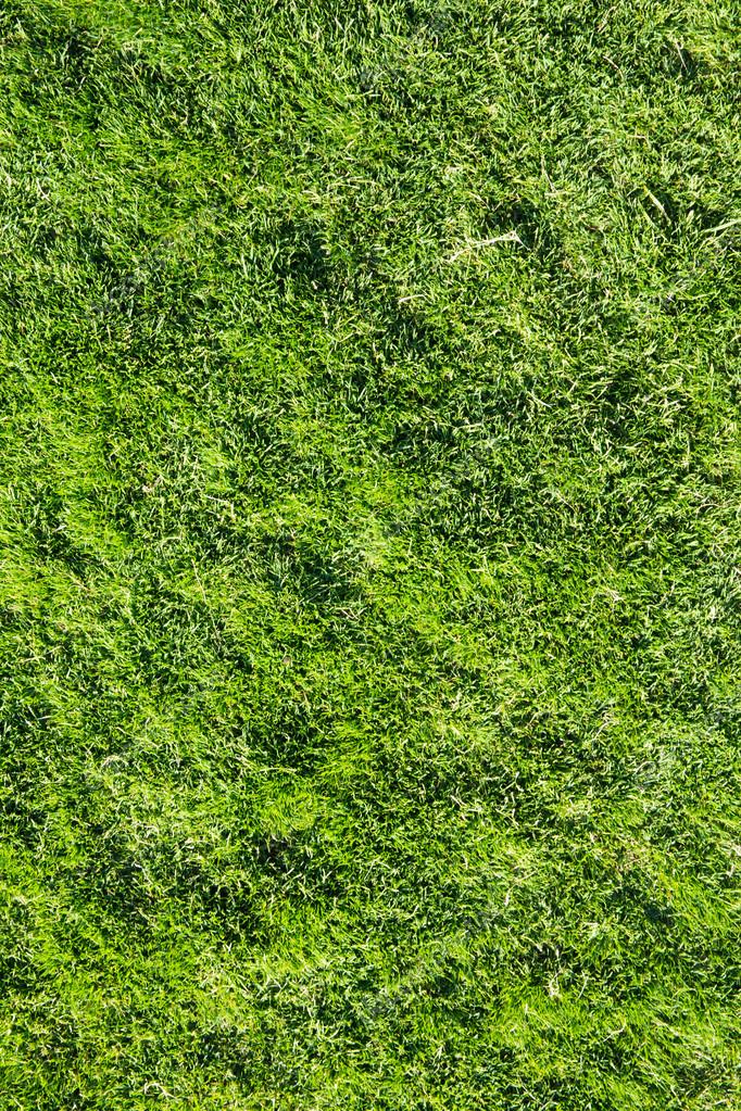 Grass texture from field — Stock Photo © Pakhnyushchyy #80175990