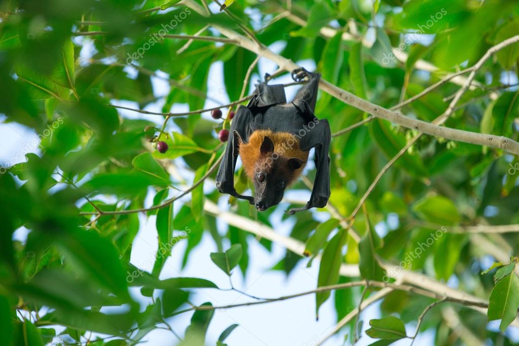 Bat hanging on tree — Stock Photo © Pakhnyushchyy #80467620