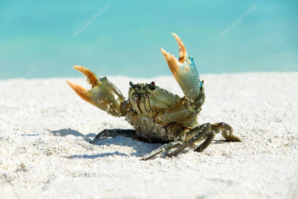 Crab on beach Stock Photo by ©Pakhnyushchyy 80467722