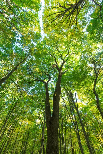 Forest trees background - Stock Image - Everypixel