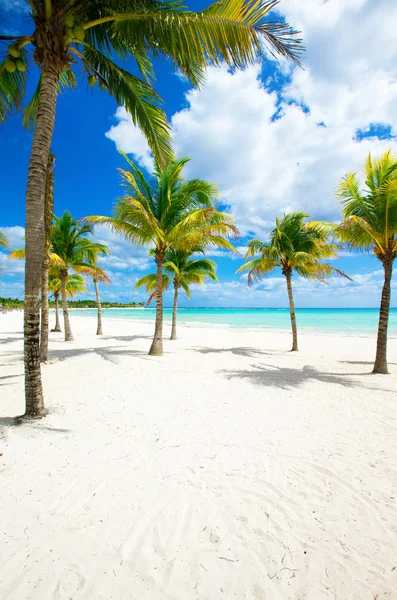 Palmbomen strand Stock Photos, Royalty Free Palmbomen strand Images ...