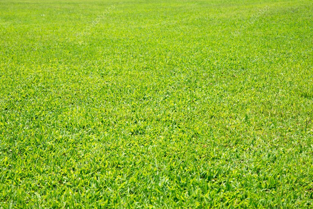 Tekstur rumput hijau — Foto Stok © Pakhnyushchyy #92079594