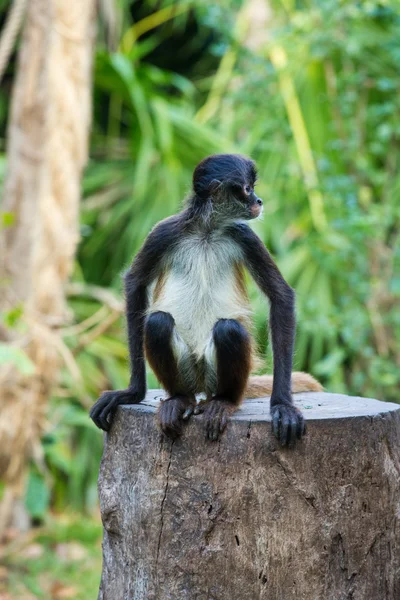 Macaco aranha colombiano Stock Photos, Royalty Free Macaco aranha ...