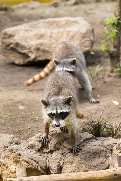 Raccoon sitting and staring intently Stock Photo by ©Pakhnyushchyy ...