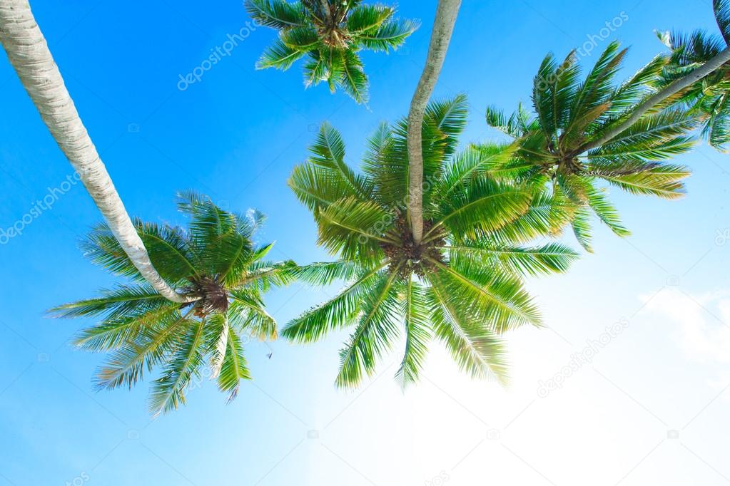 Beautiful Palm trees — Stock Photo © Pakhnyushchyy #96363394
