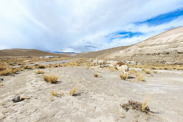 Beautiful lamas in Andes — Stock Photo © Pakhnyushchyy #98998152