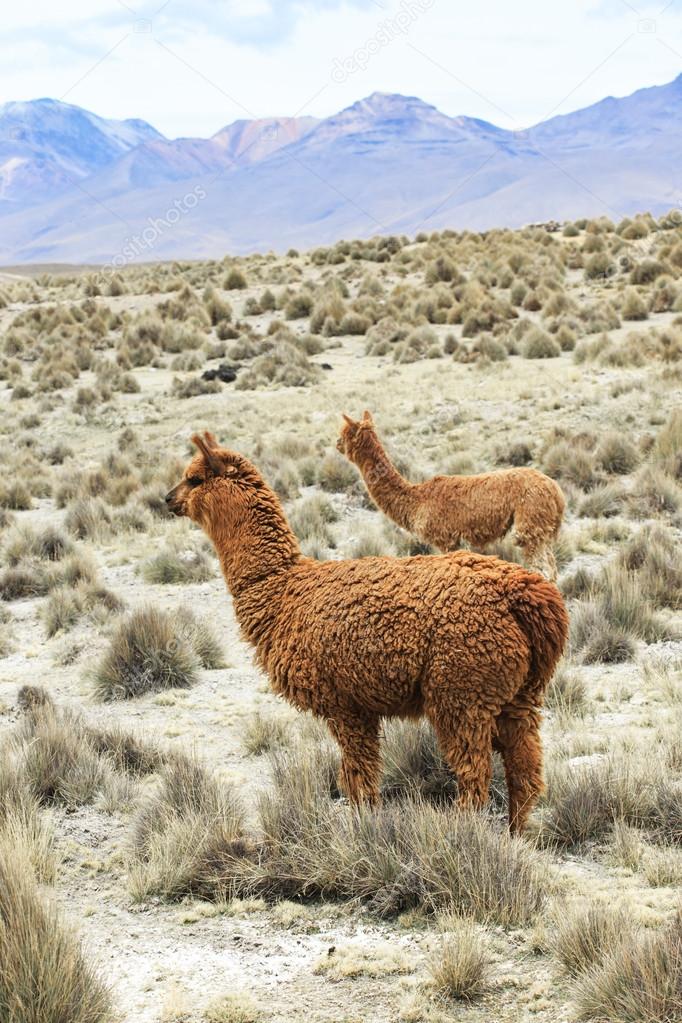 Beautiful lamas in Andes — Stock Photo © Pakhnyushchyy #98998152