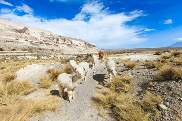 Beautiful lamas in Andes — Stock Photo © Pakhnyushchyy #98998152