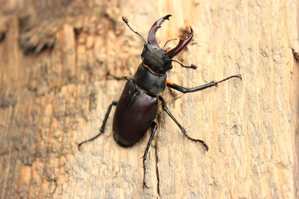 Stag beetle Stock Photos, Royalty Free Stag beetle Images | Depositphotos