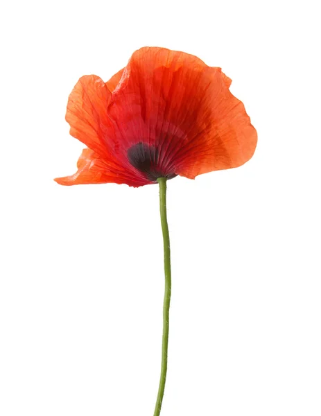 Single poppy image | Single Poppy — Stock Photo © Subbotina #10685338