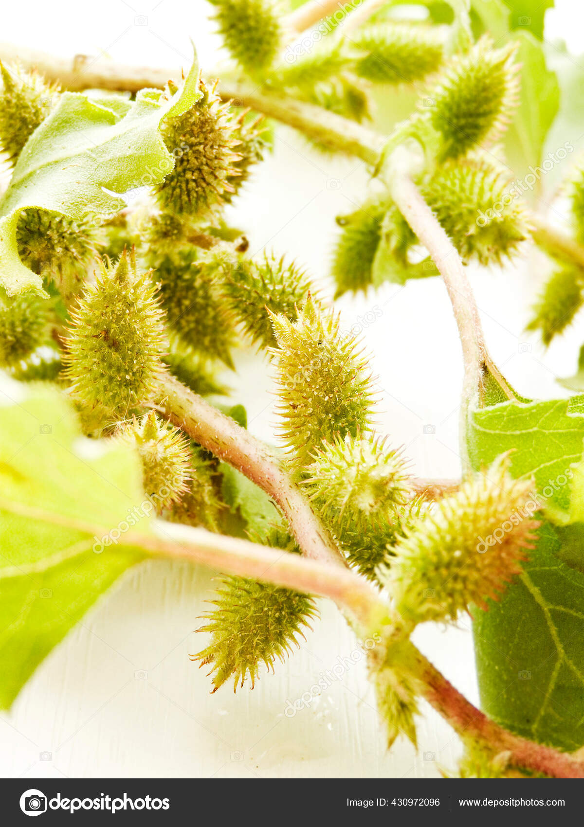 Common Cocklebur Seed