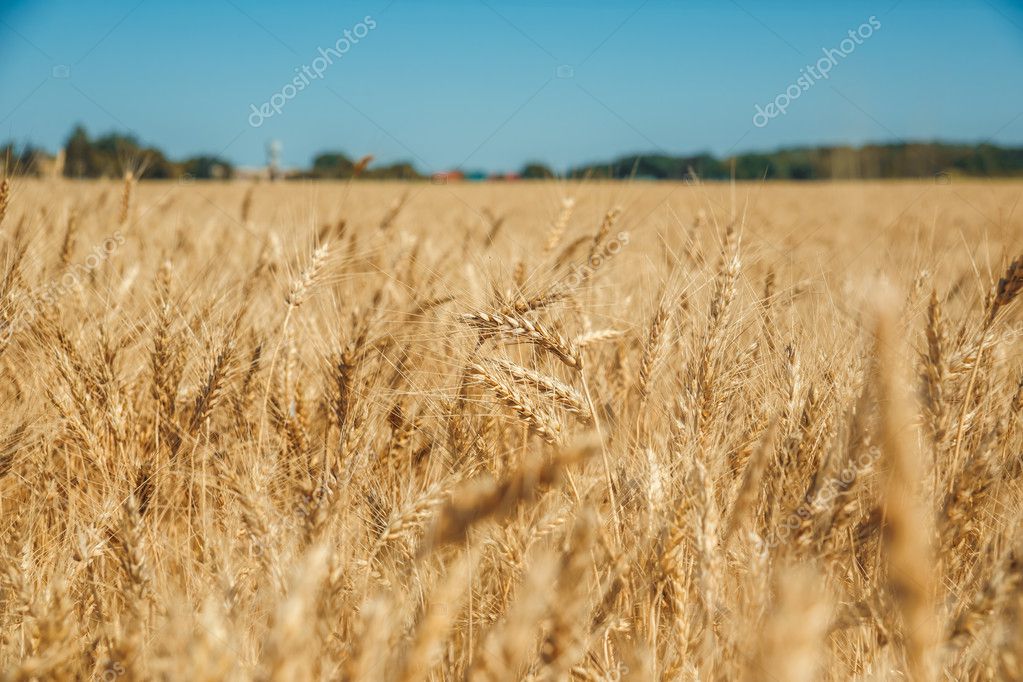Gold wheat field — Stock Photo © jeka2009 #96333698