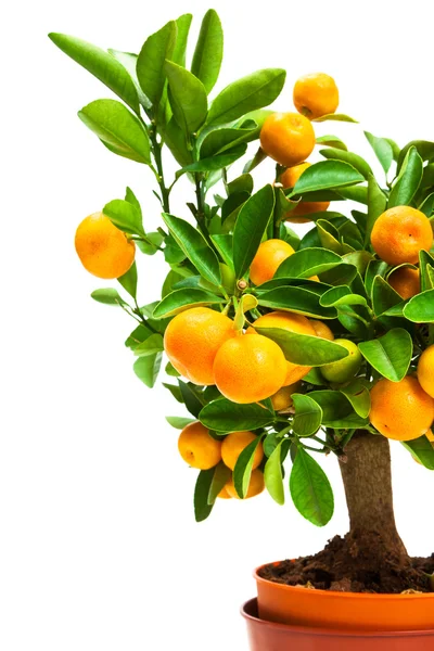 Small tangerines tree — Stock Photo © Valentyn_Volkov #5965458