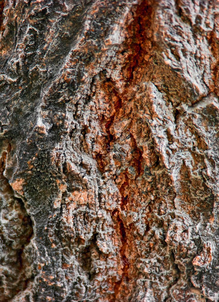 textura de la corteza del rbol de arce 2024