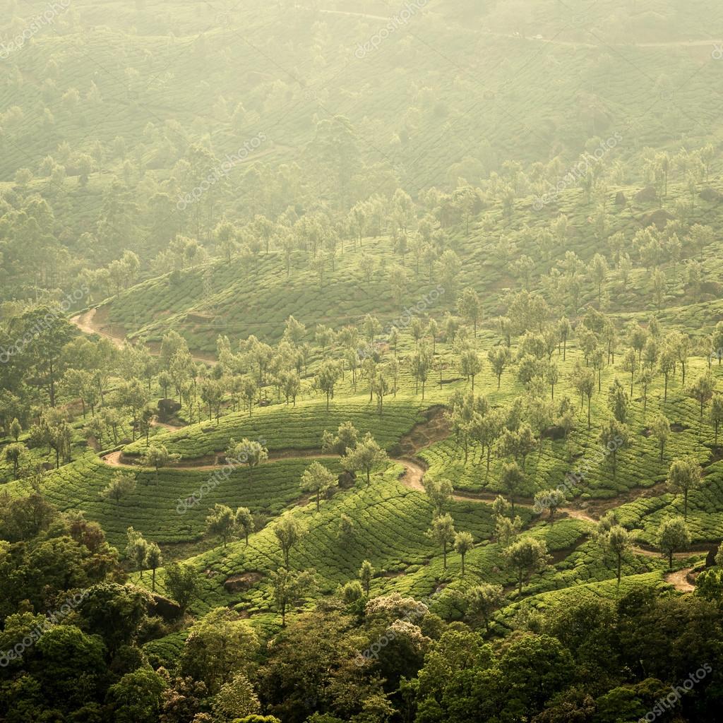 Plantaciones de té indio — Foto de stock #95239434 © scorpp