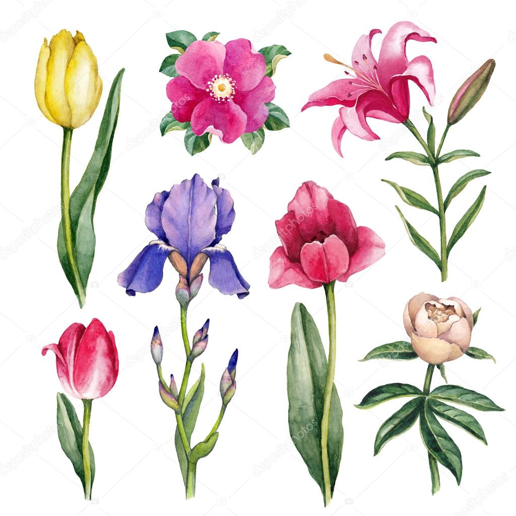 Watercolor flowers illustrations — Stock Photo © Sashsmir #59471911