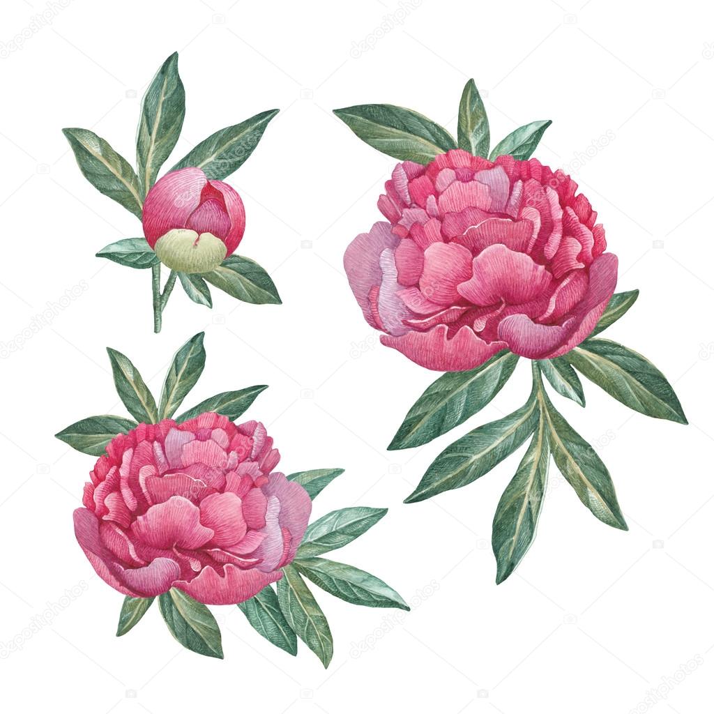 Watercolor peony flowers — Stock Photo © Sashsmir #59472973