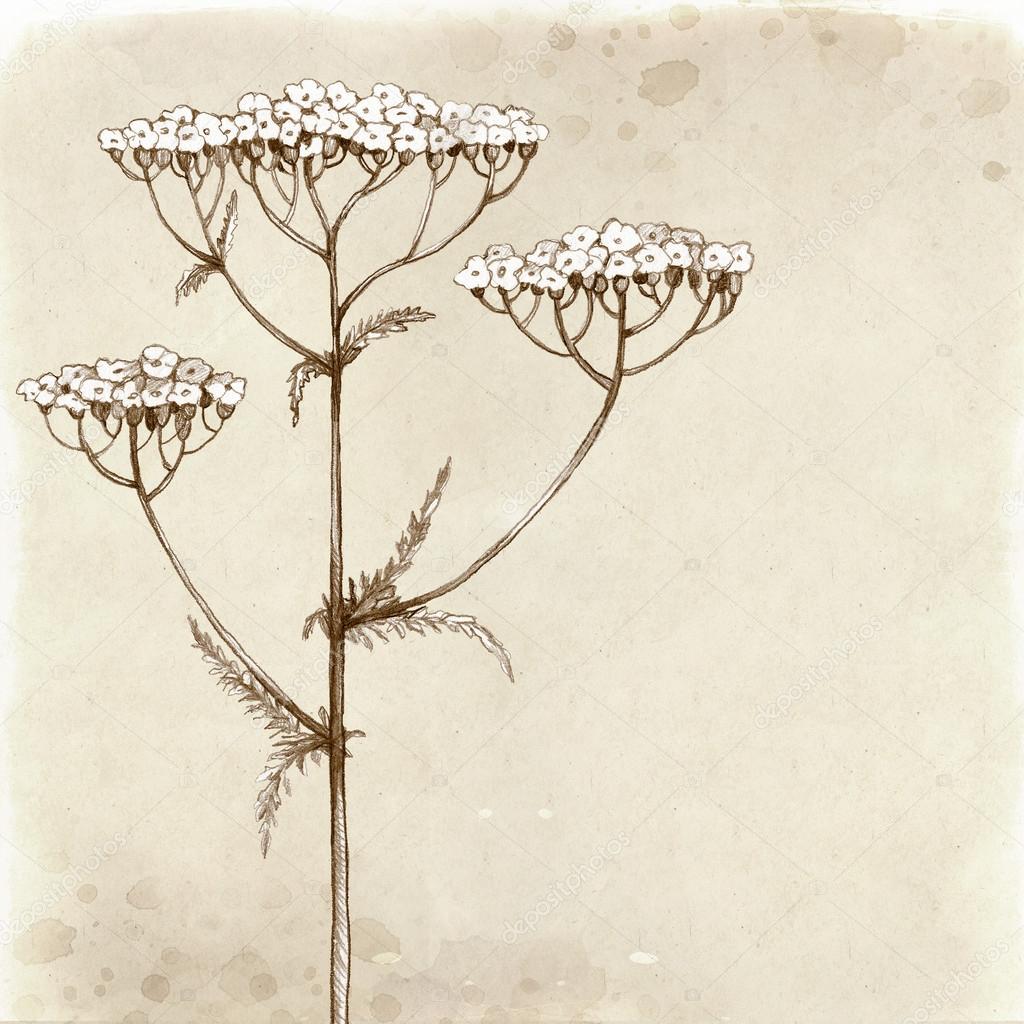 Yarrow Drawing