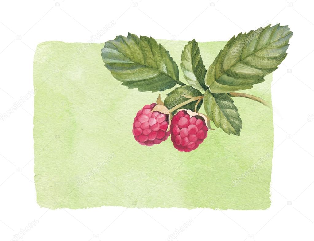 Watercolor raspberry illustration Stock Illustration by ©Sashsmir #59830971