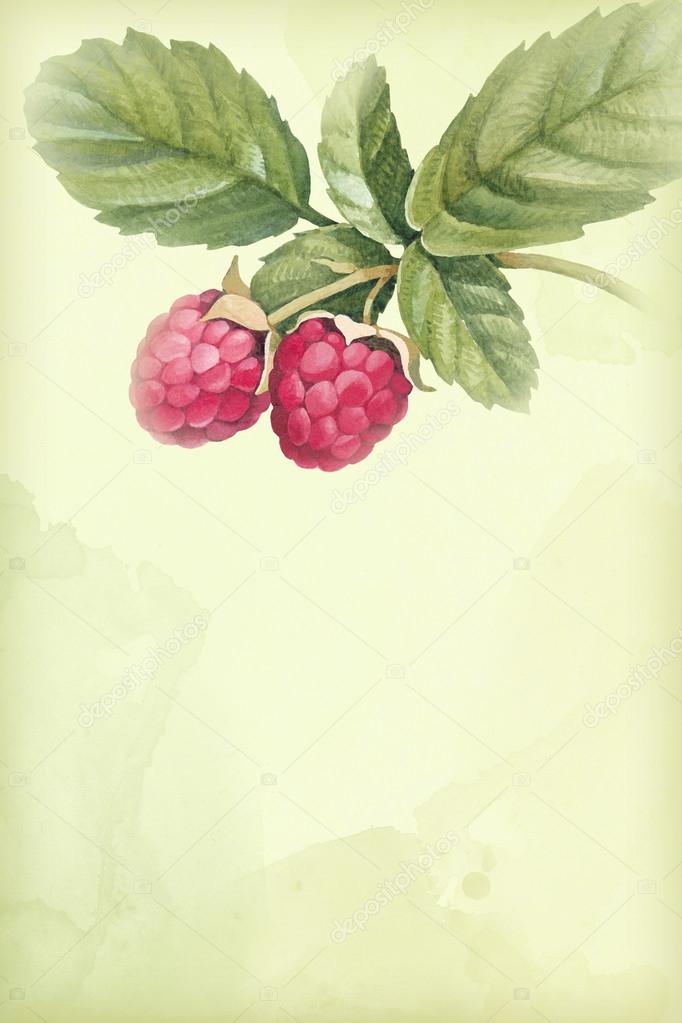 Watercolor raspberry illustration Stock Illustration by ©Sashsmir #59831111