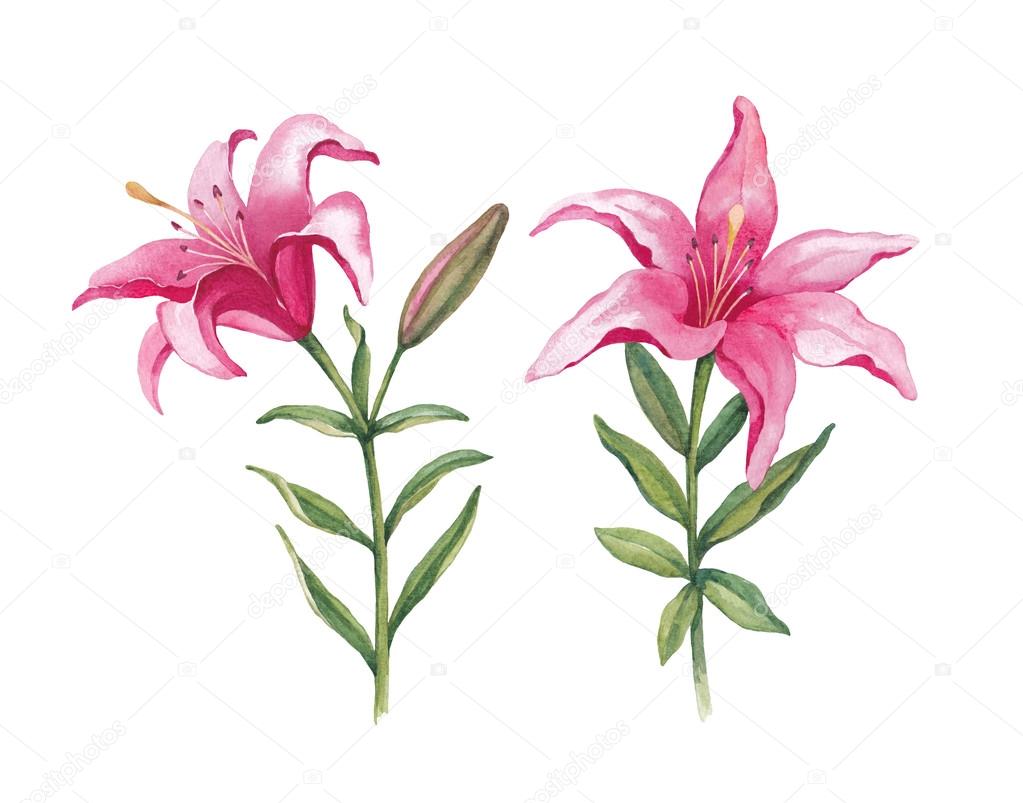 Watercolor lily flowers Stock Photo by ©Sashsmir 59831299 Watercolor lily flowers Stock Photo by ©Sashsmir 59831299