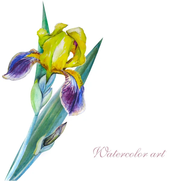 Irises drawing by watercolor Stock Vector Image by ©kistochka #73944677