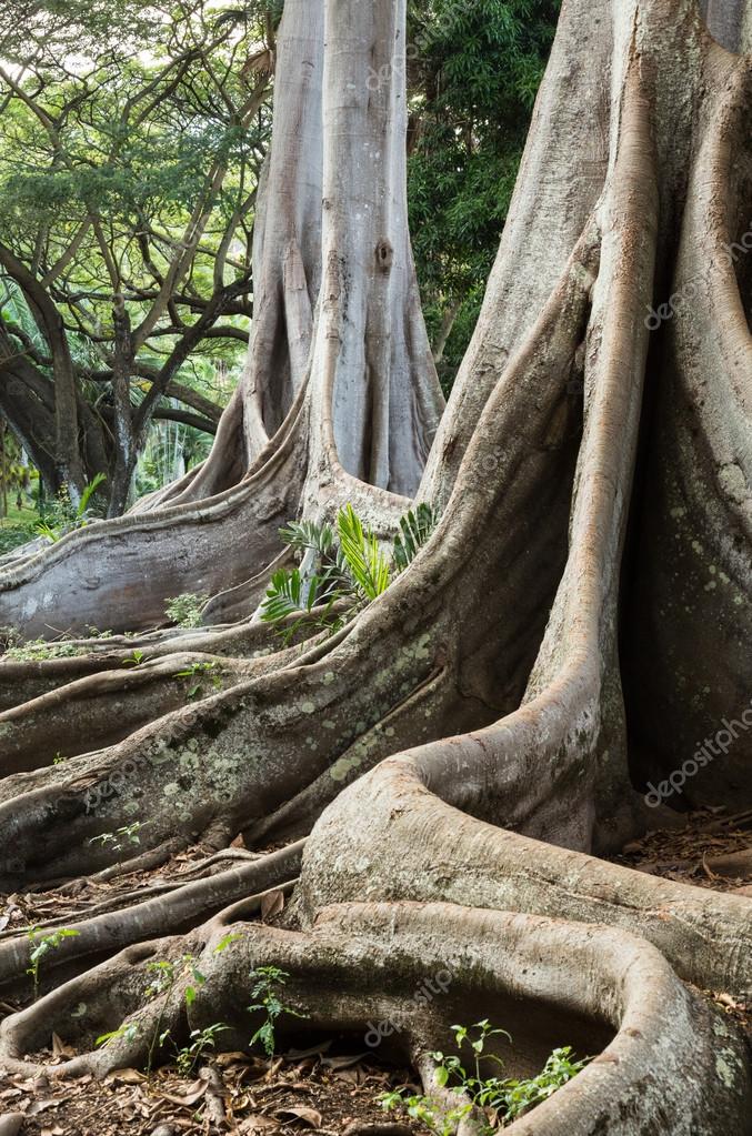 Moreton Bay Fig tree roots — Stock Photo © steveheap #66232061