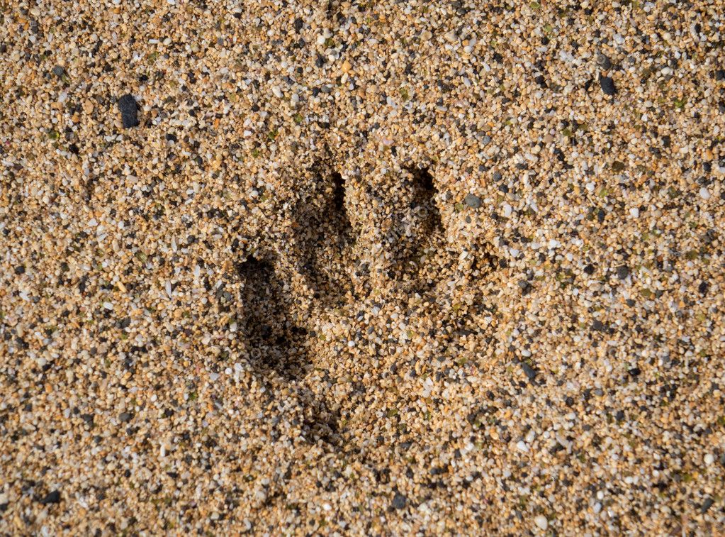 Single dog paw print in sand Stock Photo by ©steveheap 66237461