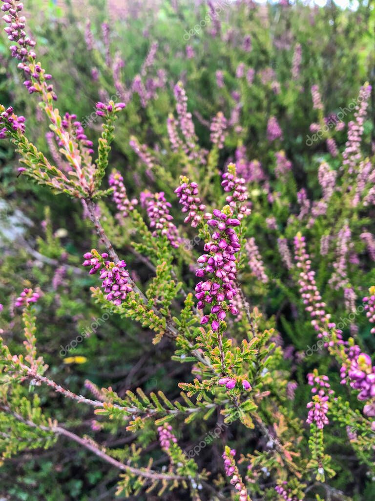 El brezo común (Calluna vulgaris) es la única especie del género ...