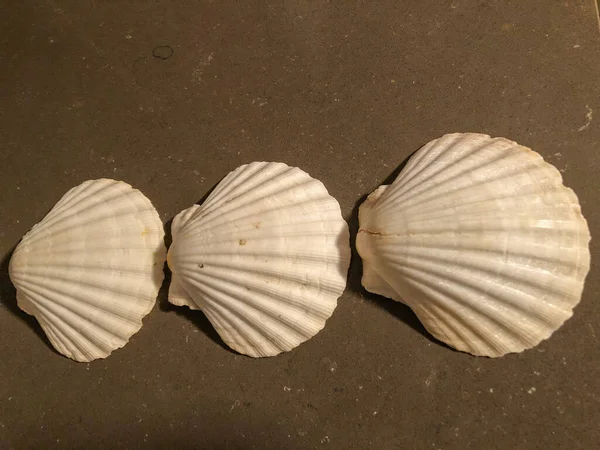 Animal Exoskeleton Images - Search Images on Everypixel