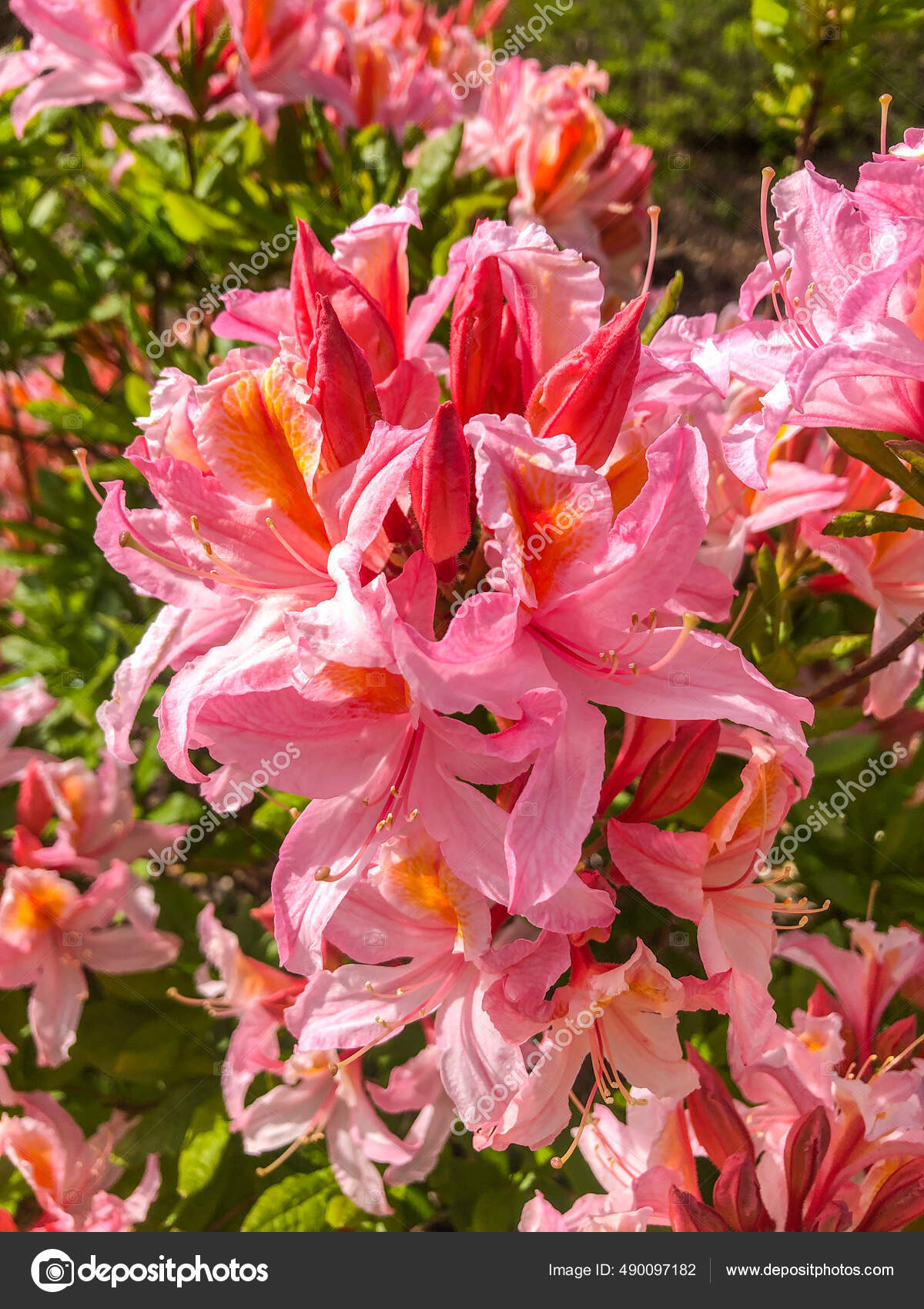 Azaleas Flowering Shrubs Genus Rhododendron Azaleas Bloom Spring ...