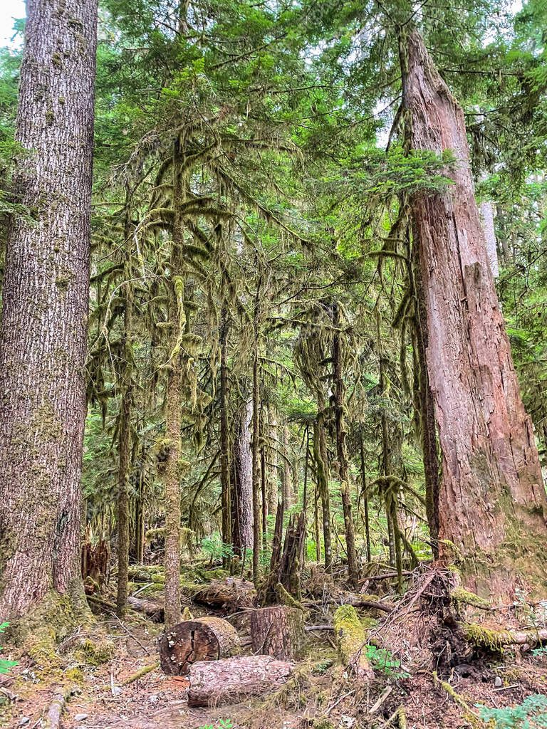 Las Cataratas del Sol Duc en el Valle del Sol Duc son llamadas las ...