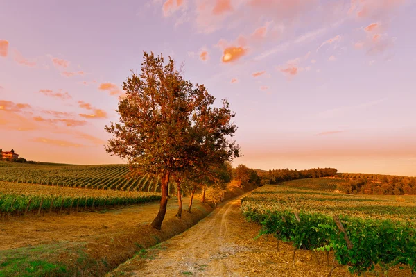 Autumn Vineyard Sunset Stock Photo by ©kwest 6605957