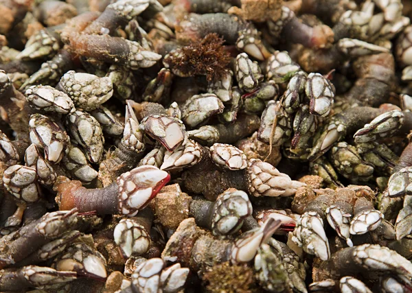 Goose barnacles — Stock Photo © nito103 #4478912