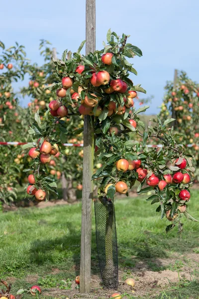 Small apple tree Stock Photos, Royalty Free Small apple tree Images ...