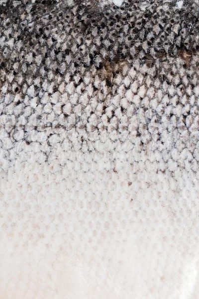 Fish skin — Stock Photo © witoldkr1 #5487285