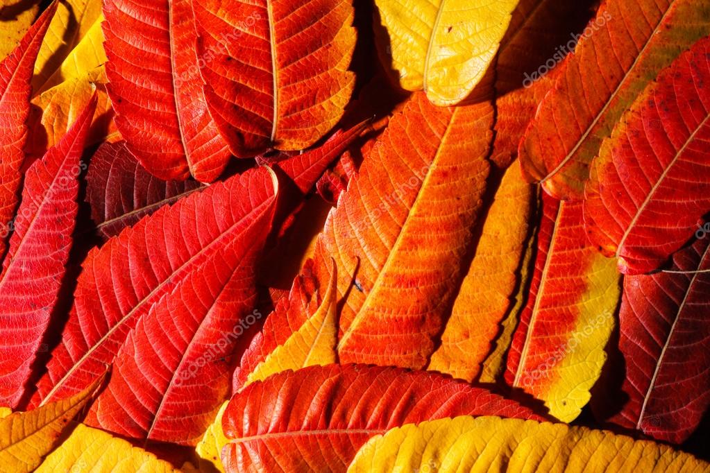 Autumn color leaves Stock Photo by ©Shebeko 101765724