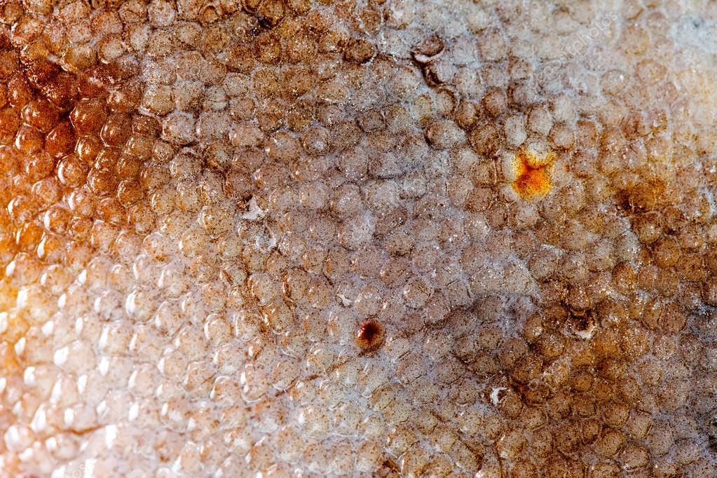 Flounder fish texture — Stock Photo © Shebeko #101765760