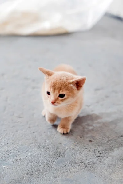 Little kitty Stock Photos, Royalty Free Little kitty Images | Depositphotos