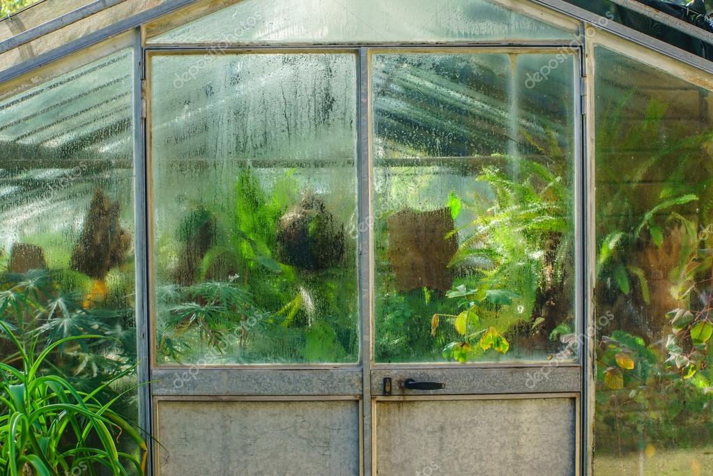 Old greenhouse with plants Stock Photo by ©Shebeko 103204860