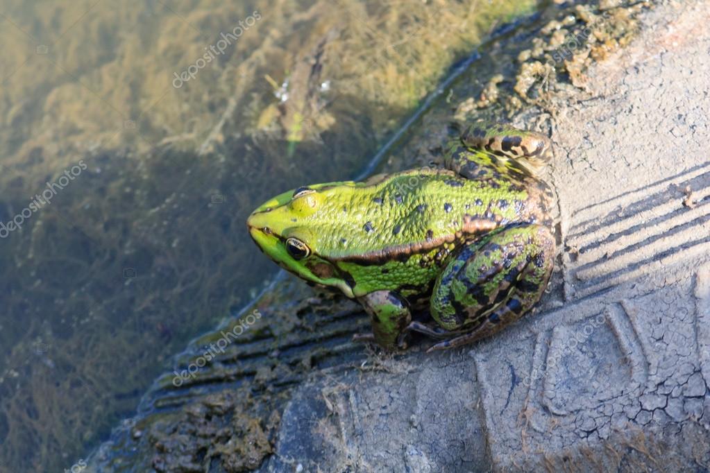 Big green frog — Stock Photo © Shebeko #105459784