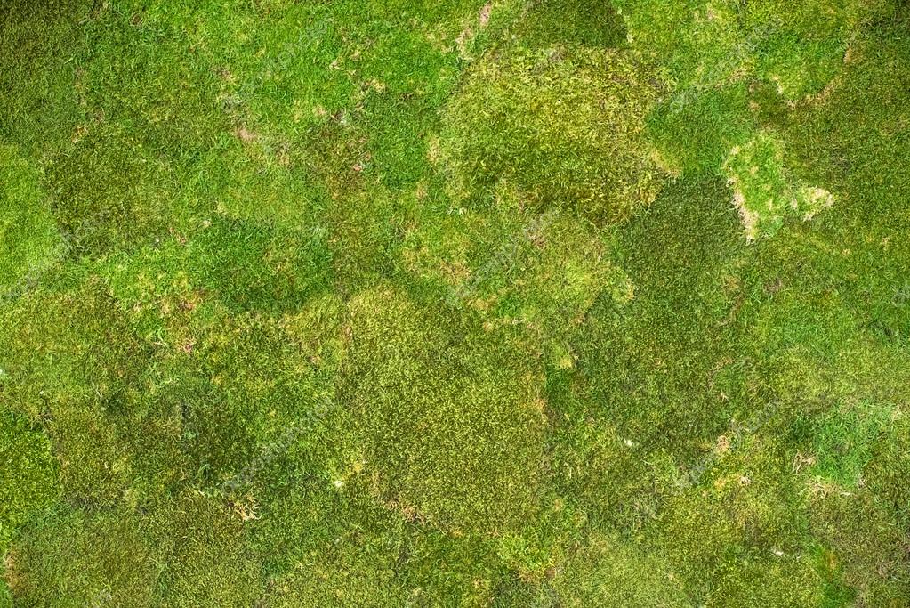 Green moss texture Stock Photo by ©Shebeko 109347832