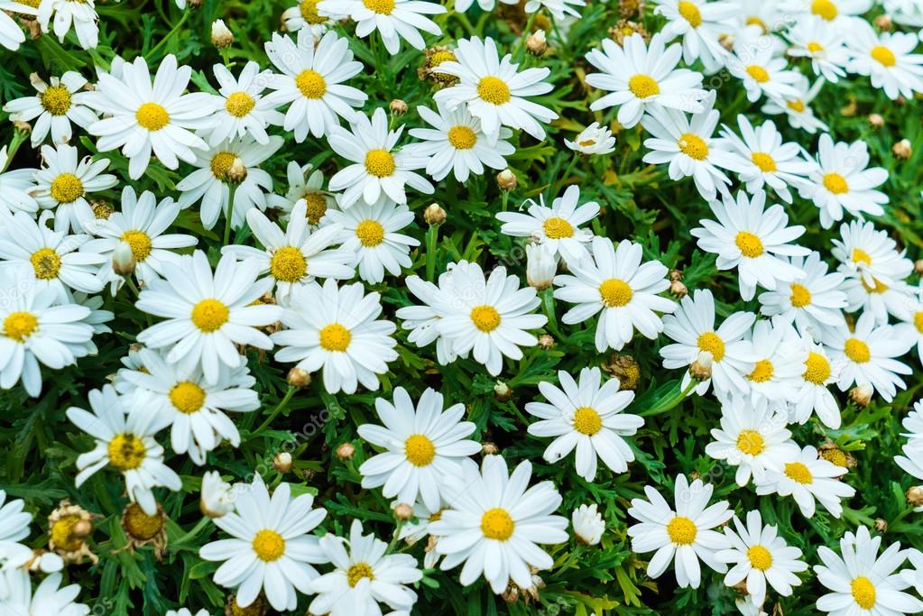 Nice daisy flowers Stock Photo by ©Shebeko 113762548