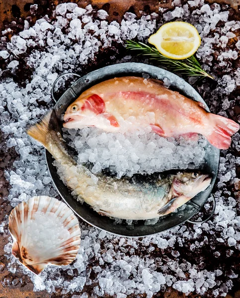 ᐈ Frozen fish stock images, Royalty Free frozen fish pictures ...