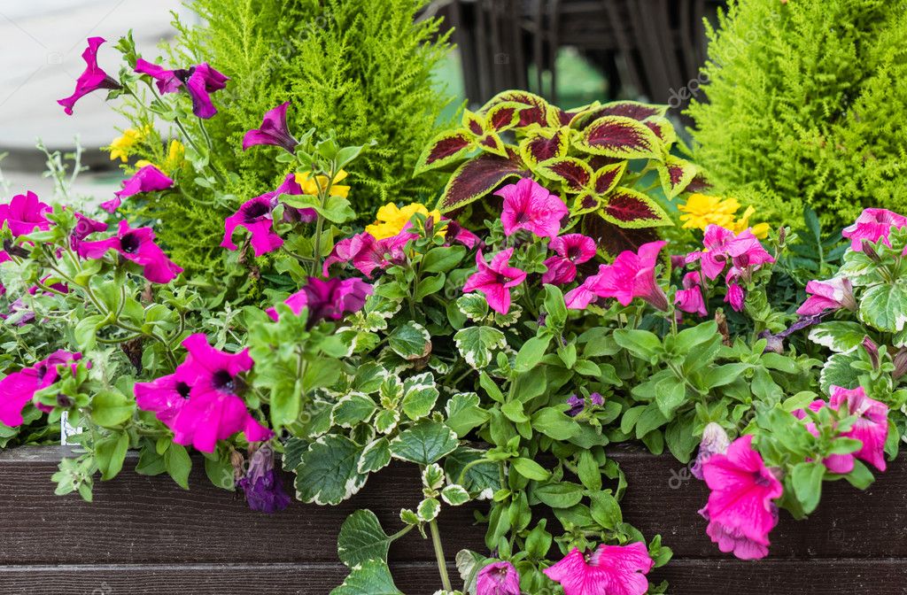 Beautiful flowers in container Stock Photo by ©Shebeko 116222468