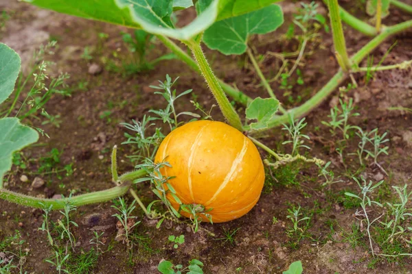 Ripe japanese pumpkins Stock Photo by ©Shebeko 120712746