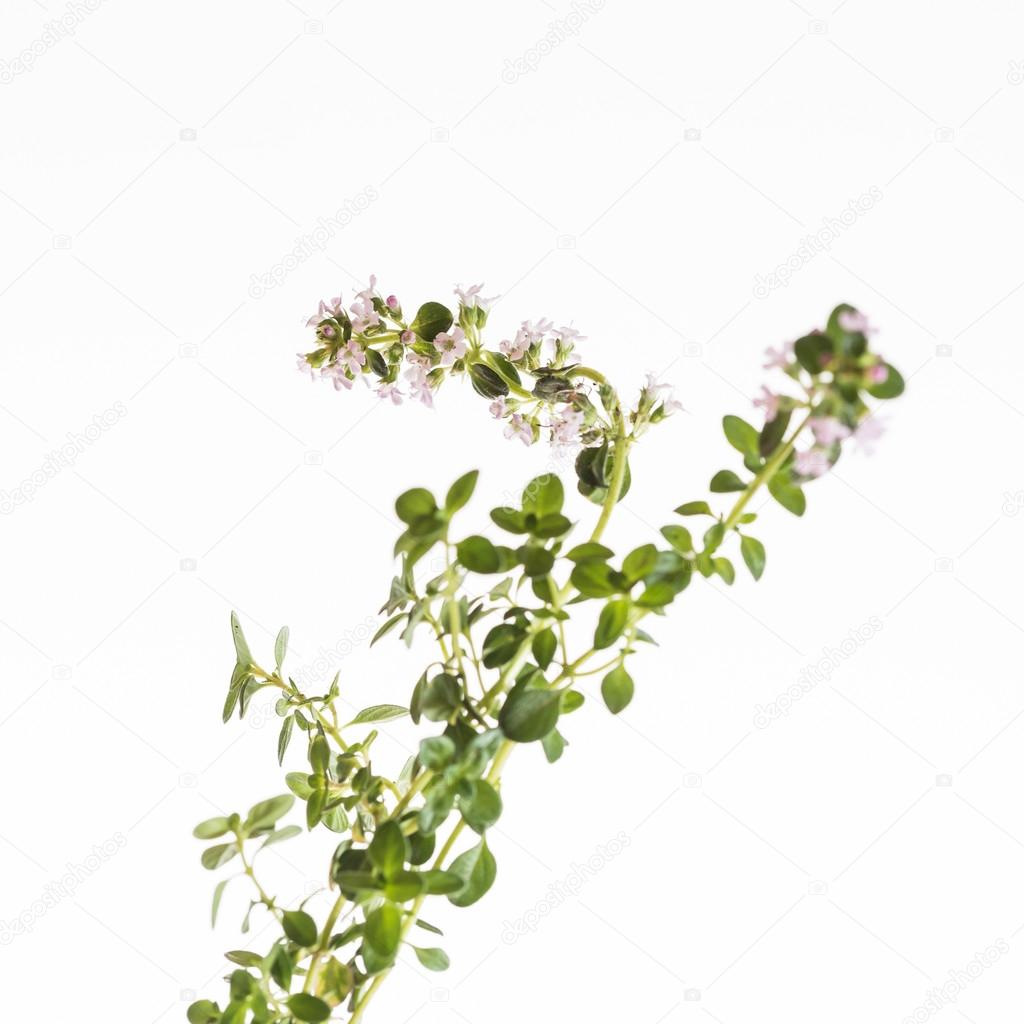 Flores de tomillo verde: fotografía de stock © Shebeko #122590786 ...