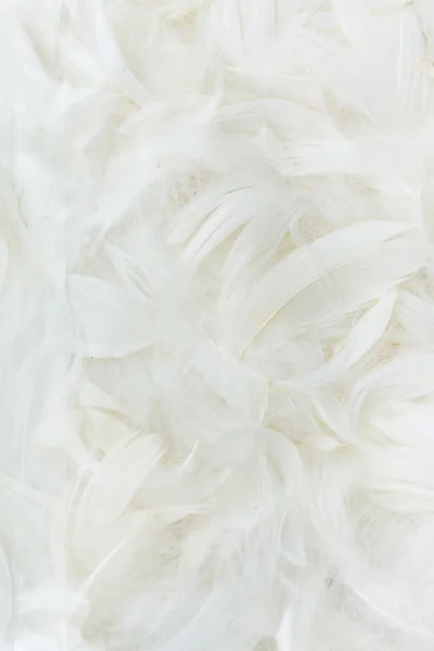 White Feathers Stock Photo by ©essentialimagem 36744317